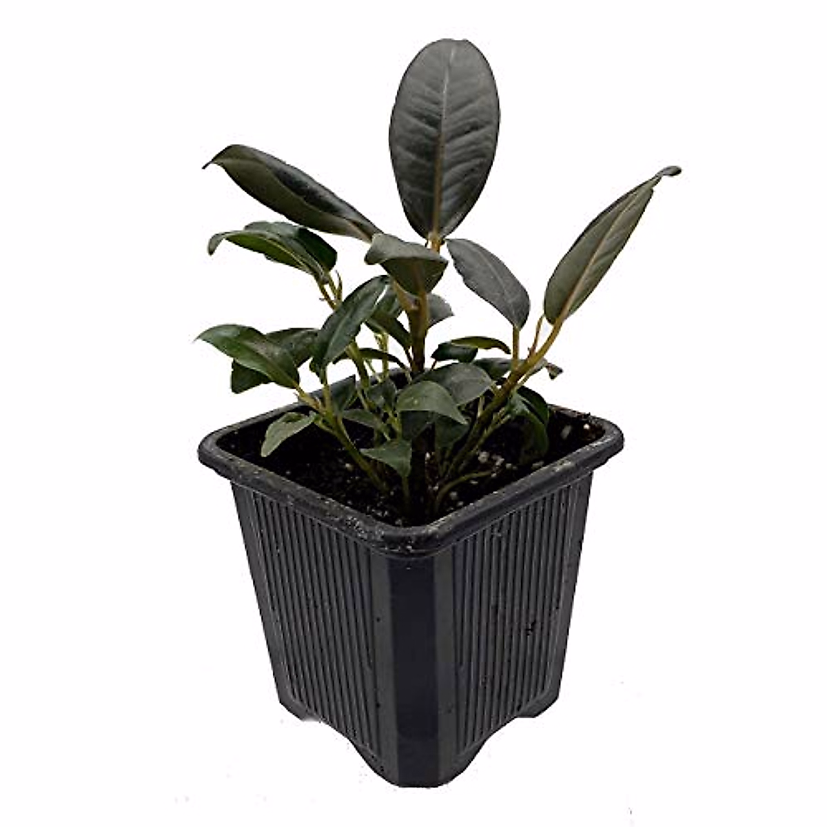 Burgundy India Rubber Tree Plant - Ficus - An Old Favorite - 2.5" Pot