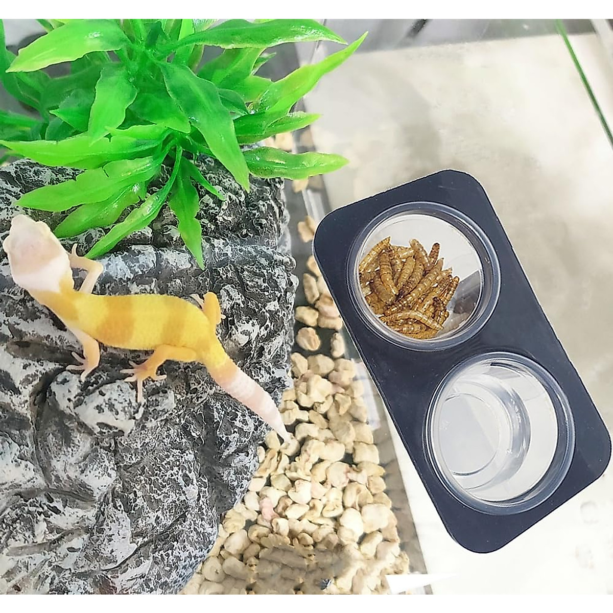 MRTIOO 100 Cups + Feeding Ledge [Non-Suction Cup], Reptile Amphibian Food Bowls and Water Dish for Crested Gecko, Lizard Or Other Small Pet Feeder Ledge Accessories Supplies - 0.5oz Cups 100 pcs