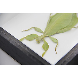 TAXIBUGS Leaf Insect Phylium Sicipholium Genuine Bug Green Brown Taxidermy Butterfly Insect Box Framed Display (Black Wooden Box)