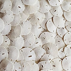 Tumbler Home Small Natural White Sand Dollars 50 pcs - Wedding - Sea Shell Craft 1 1/4" to 1 1/2" - Hand Picked and Professionally Packed