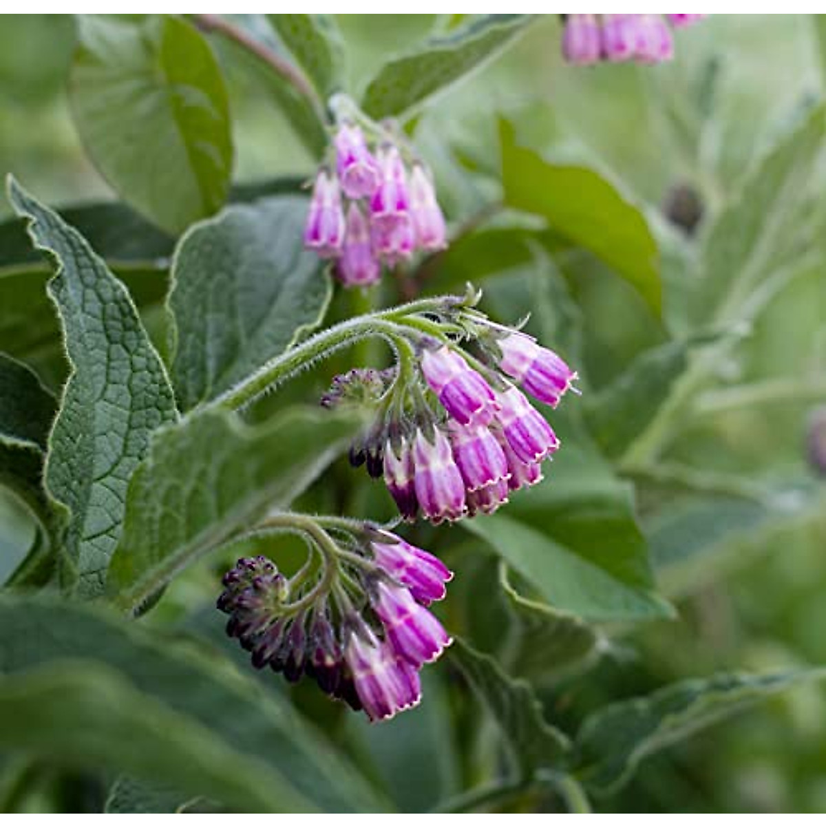 Earthcare Seeds True Comfrey 50 Seeds (Symphytum officinale) Non GMO, Heirloom