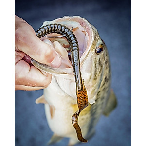 Berkley PowerBait® Power Worm Fishing Bait, Tequila Sunrise, 7in | 18cm, Irresistible Flavor, Classic Curly Tail Worm Profile, Ideal for Spring, Summer and Fall Fishing