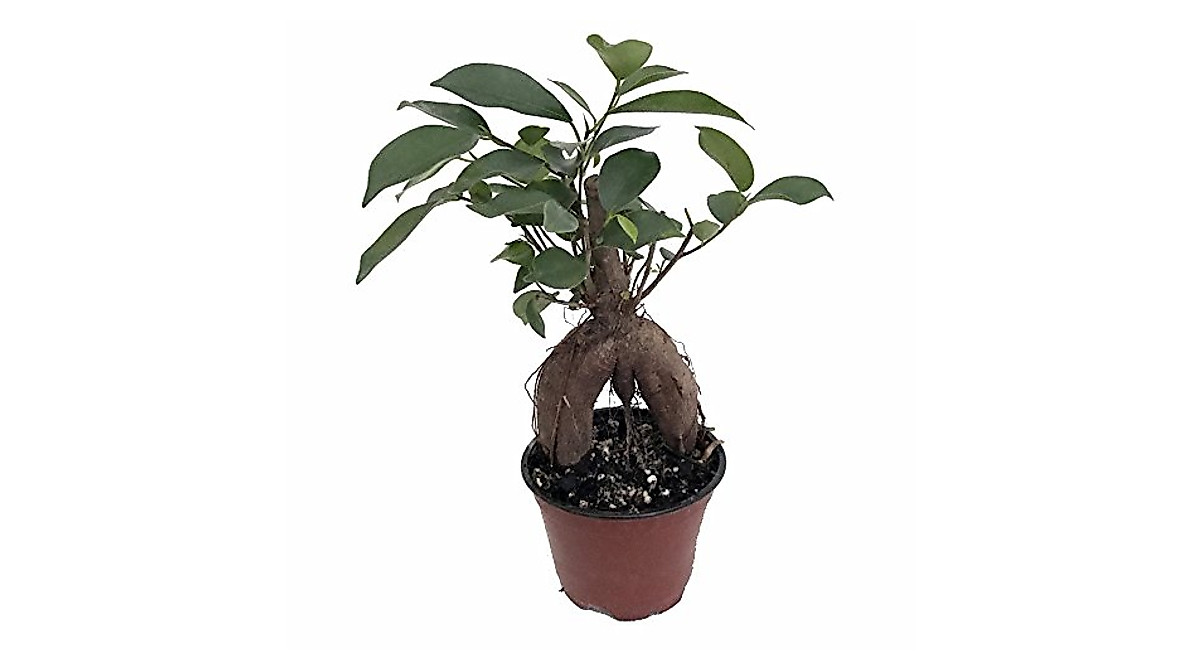 Chinese Banyan Tree - Beautiful Indoor Ficus & Bonsai Tree