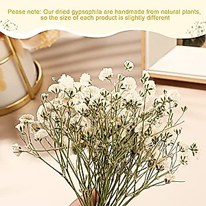 Dried Babys Breath Flowers Bouquet Ivory White Babys Breath Real Flowers Natural Gypsophila Branches Dry Pressed Gypsophila for Wedding Resin Art Craft DIY Card Making Home Party Decor (100 Pcs)