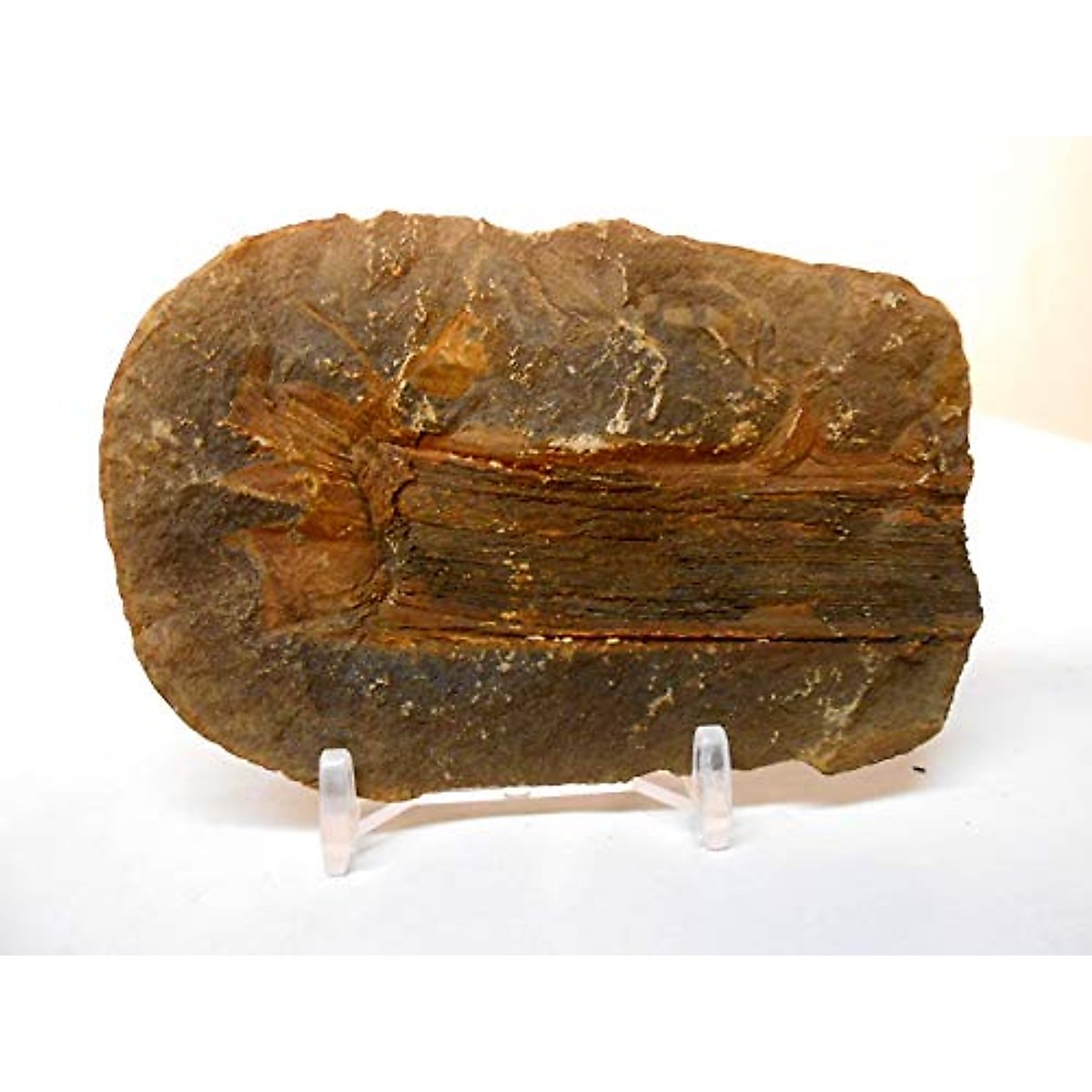 300 Million Yr Old Fern Fossil from Mazon Creek, Illinois w/Free Display Stand, Fact Sheet & 2nd Fossil
