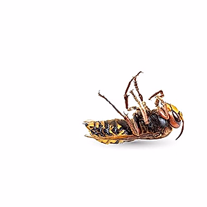 Enforcer Wasp and Jacket Foam - 7 Ounces (Case of 12) A07234-20 Foot Spray - Yellow Jacket, Wasp and Hornet Killer