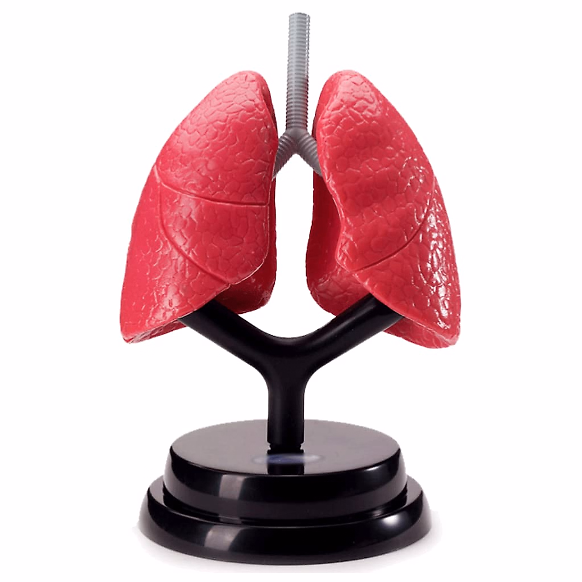 HIRNER Model Teaching Model Realistic Lung Anatomy Model Removerable Human Internal Organ Anatomy Model Medical Teaching Learning Aids for Teaching