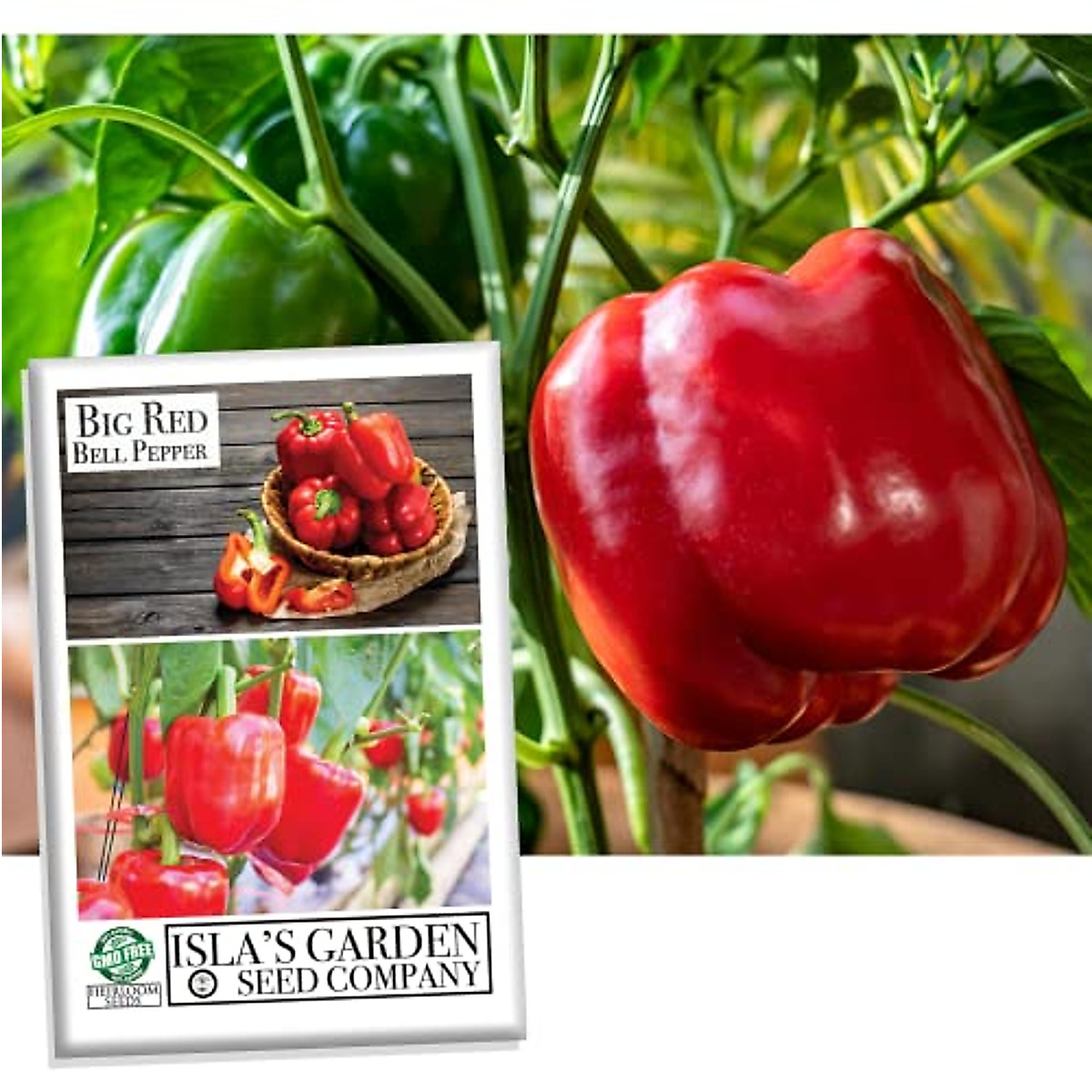 Big Red Bell Pepper Seeds for Planting, 50+ Heirloom Seeds Per Packet, (Isla's Garden Seeds), Non GMO Seeds, Botanical Name: Capsicum annuum, Great Home Garden Gift