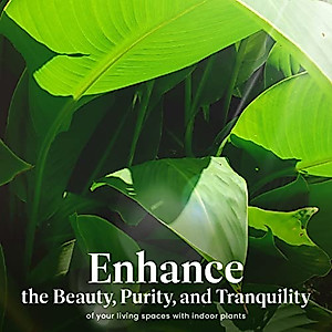 American Plant Exchange Live White Bird of Paradise Plant with Flowers, Plant Pot for Home and Garden Decor, 10" Pot