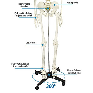 ZENY Life Size 70.8" Human Anatomical Anatomy Skeleton Model with Stand, Scientific Anatomy Human Body Model for Study