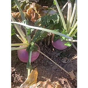 David's Garden Seeds Turnip Purple Top White Globe FBA-7735 (Multi) 200 Non-GMO, Heirloom Seeds