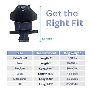 Labra Dog Canine K9 Back Brace - IVDD Spine Pain & Spinal Injury, Arthritis, Bulging Discs Brace for Corgis, Dachshund, Post Surgery Recovery, Rehab, Inflammation - Small