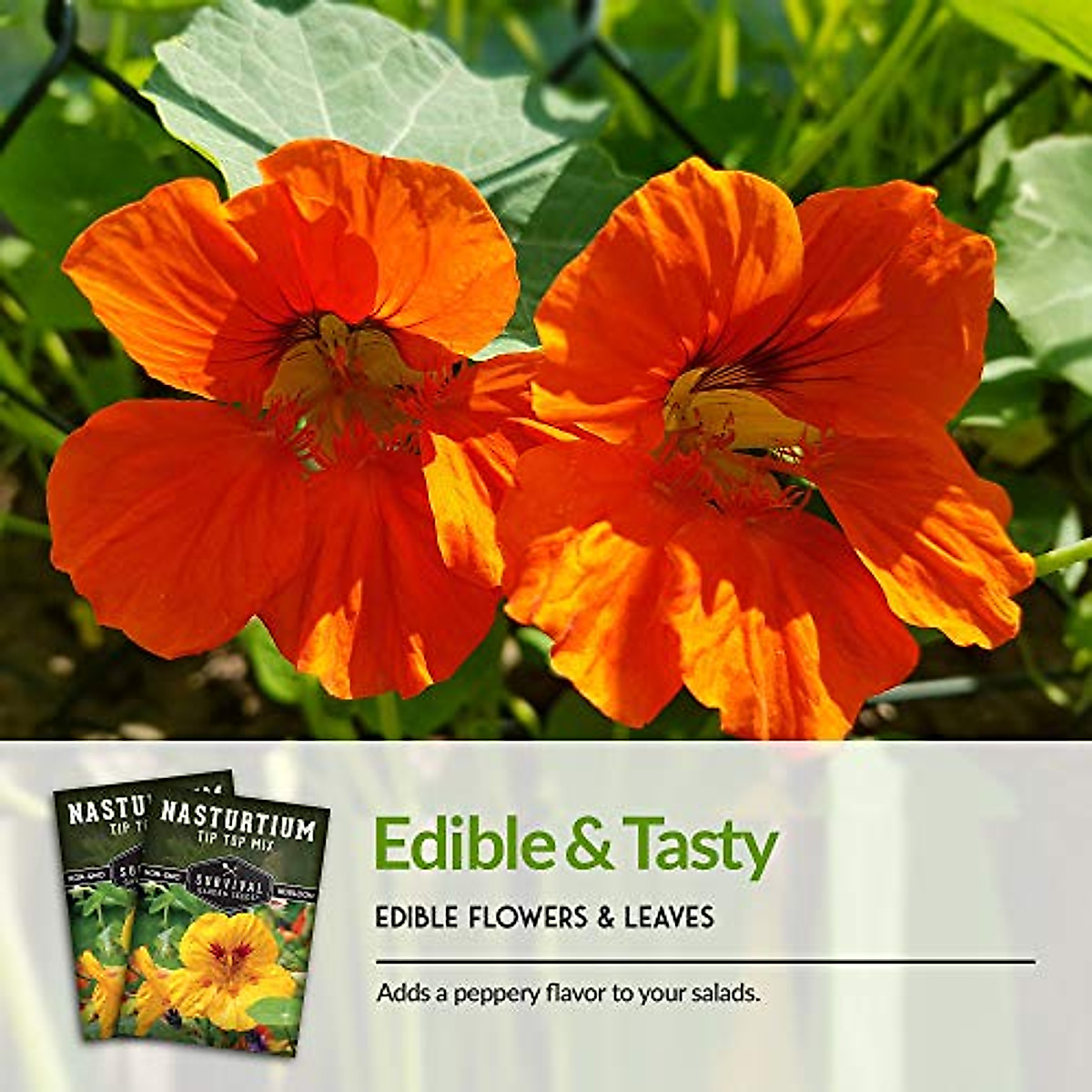 Survival Garden Seeds - Tip Top Mix Nasturtium Seed for Planting - Pack with Instructions to Plant and Grow Edible Flowers & Companion Plants in Your Home Vegetable Garden - Non-GMO Heirloom Variety