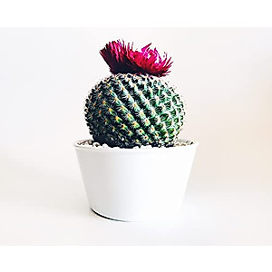 Calcined Clay for Bonsai, Succulent, Cactus | 2 Quarts Bag | 1/8” Particle Size | The Bonsai Supply