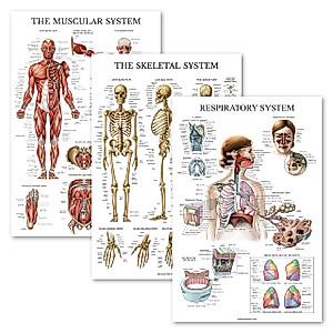 Palace Learning 3 Pack - Muscle + Skeleton + Respiratory System Anatomy Poster Set - Muscular and Skeletal System Anatomical Charts - Laminated - 18" x 27"