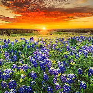 Texas Bluebonnet Seeds (Lupinus texensis) - Over 750 Premium Seeds