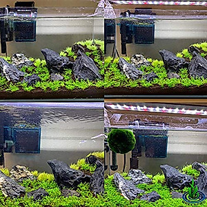 Greenpro Dwarf Baby Tears Hemianthus Callitrichoides Java Moss Live Aquarium Plants Freshwater Fish Tank Vitro TC Cup