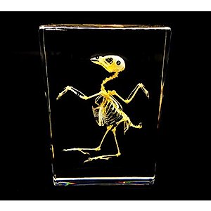 Real Bird Skeleton Specimen in Acrylic Block Paperweights Science Classroom Specimens for Science Education(5.3x3.5x1 inch)
