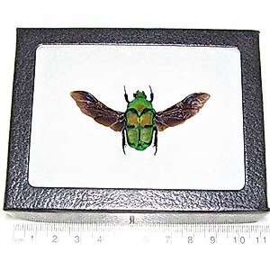BicBugs Ischiopsopha bifasciata Green Scarab Beetle Mounted Wings Spread Indonesia Framed
