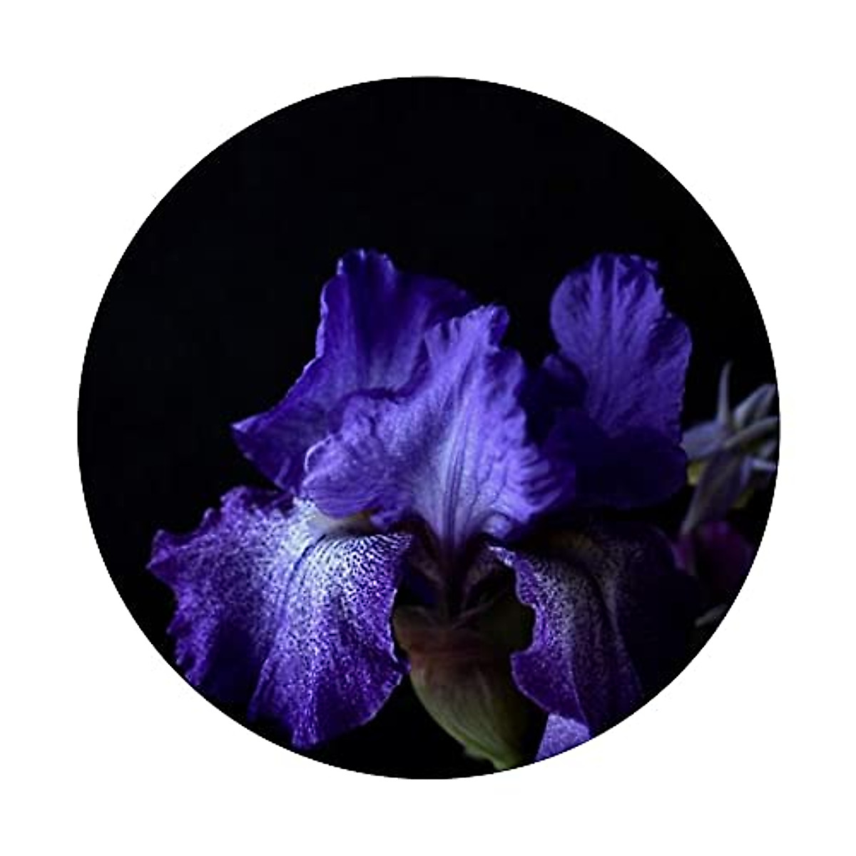 Purple Iris Flower PopSockets Swappable PopGrip