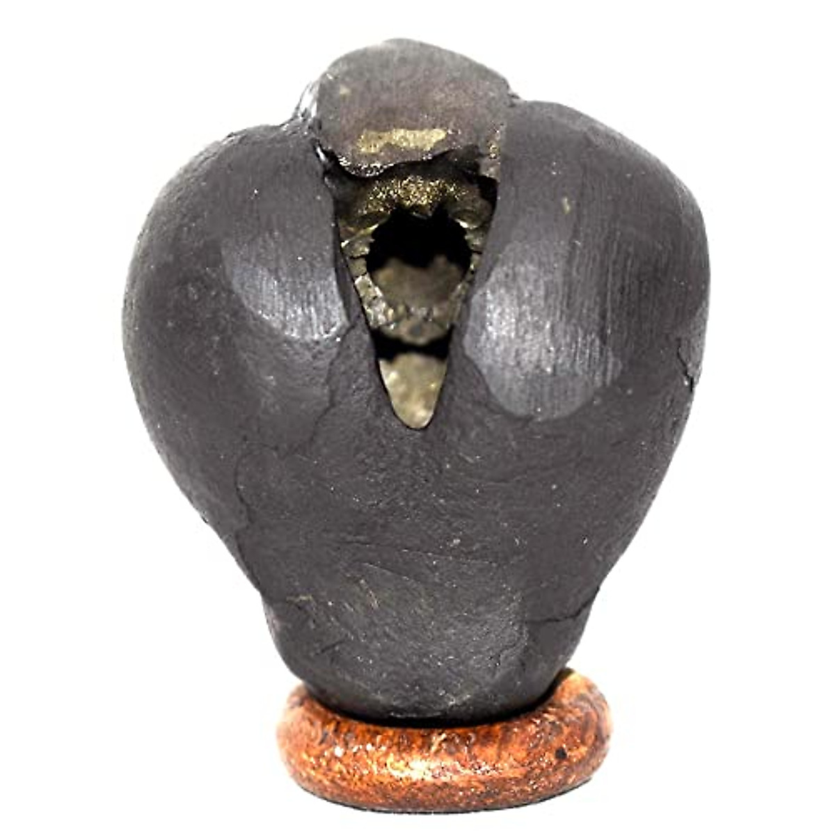 Dhumavati Shaligram/Adwaitya Golden Dhumavati Dasha MahaVidya Shaligram, Fossil, Fossil