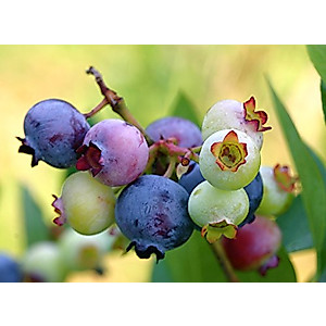 Southern Blueberry 50 Seeds - Blueberries Organic Seeds for Planting, Blueberries Fresh Fruit Seeds, Non GMO Berry Seeds, Dwarf Blueberry Bush Seeds for Planting Indoors