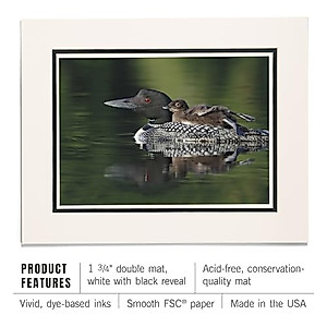 Lantern Press 11x14 Inch Matted Art Print Wall Decor, Loon and Chick