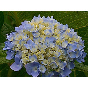 20+ Mixed Hydrangea Seeds Flowers Bush Plants Beautiful Smell Garden Decor Home Perennial