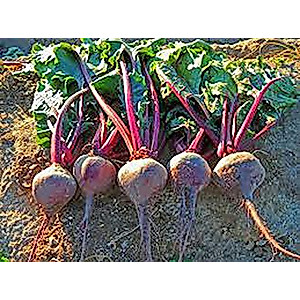 Beets, Early Wonder, Heirloom, Non GMO, 500 Seeds, Tender N Sweet Beet, Perfect