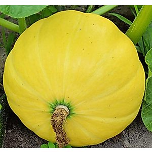 Instant Latch 20 Yellow Paris Pumpkin Seeds NonGMO Heirloom Fresh Garden Seeds