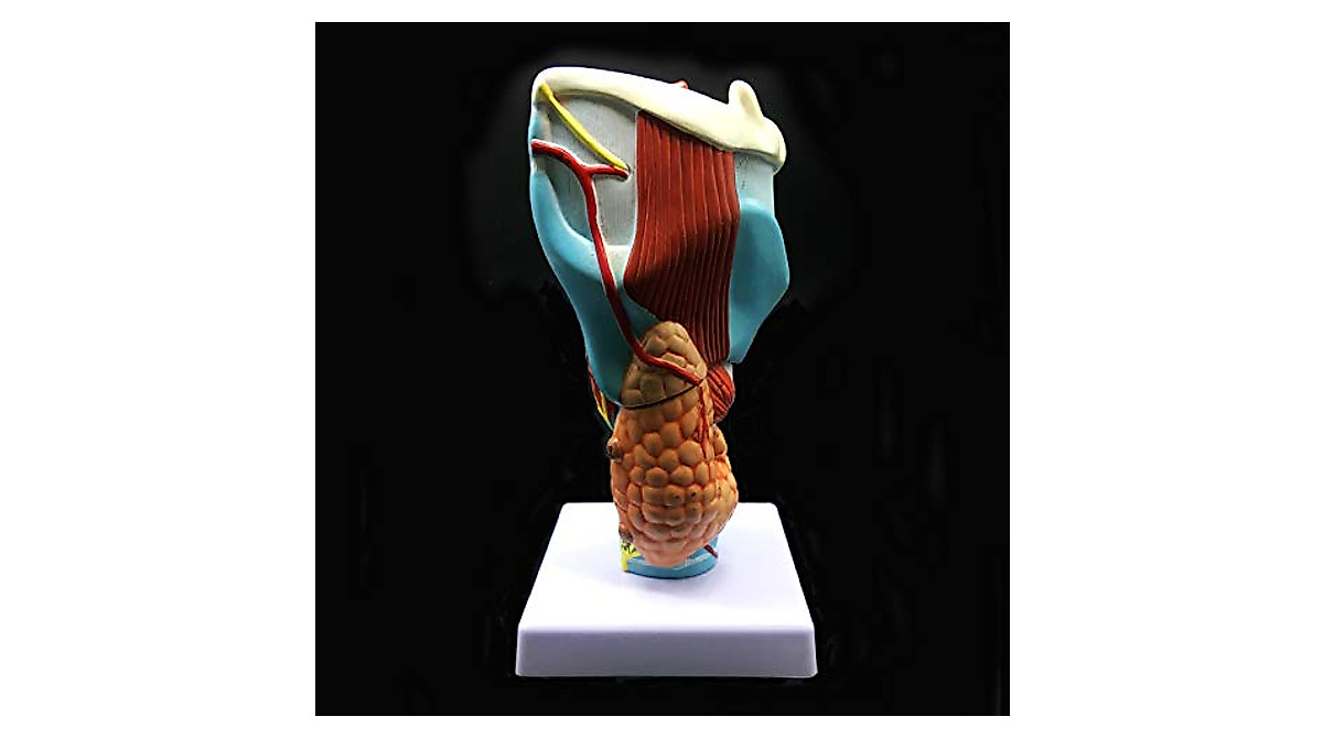 2X Enlarged Human Throat Model for Anatomy Study and Education