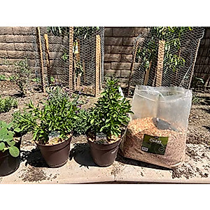 Double Tree Incense Cedar Wood Chips for Potted Plants, Garden, Animal Beddings and Litter Box - 100% Natural Perfect for Indoor and Outdoor Use… (4 Quart)