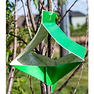 VivaTrap VT-105 Peach Tree Borer + Clearwing Moth Trap & Lure (2 Pack, 8 Week)