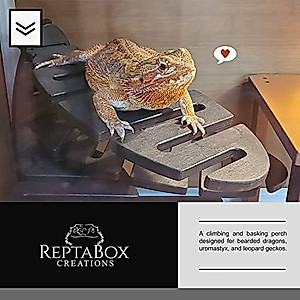 Reptabox Creations Spiral Bearded Dragon Wood Lounge - Perfect Climbing & Basking Perch for Bearded Dragons Uromastyx and Gecko | Ideal Bearded Dragon Tank Accessory (15" x 13" 11")