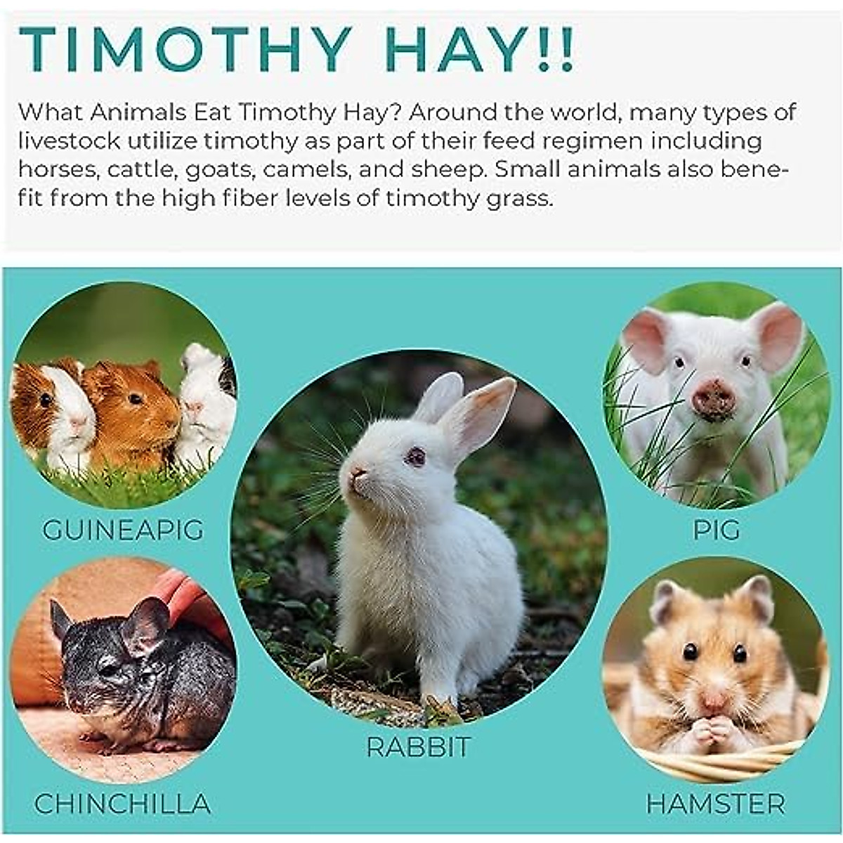 Bunny Honey Timothy Hay for Pets - Premium Quality All-Natural Feed for Rabbits, Guinea Pigs, and Chinchillas (Timothy5LB)