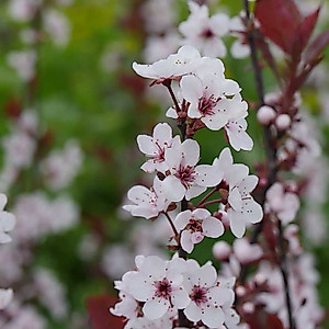 Purple Leaf Sand Cherry - 1 Gallon, 2'-3'ft -Established Rooted Pot - Prinus x Cistena, Fast Growing Tree, Fall Color