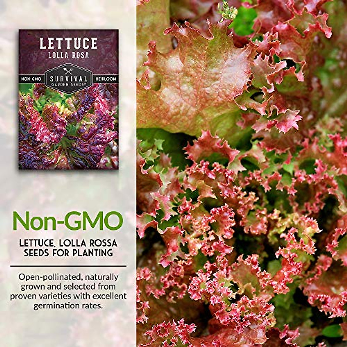 Survival Garden Seeds - Lolla Rosa Lettuce Seed for Planting - Packet with Instructions to Plant and Grow Red and Green Leaved Lettuce in Your Home Vegetable Garden - Non-GMO Heirloom Variety