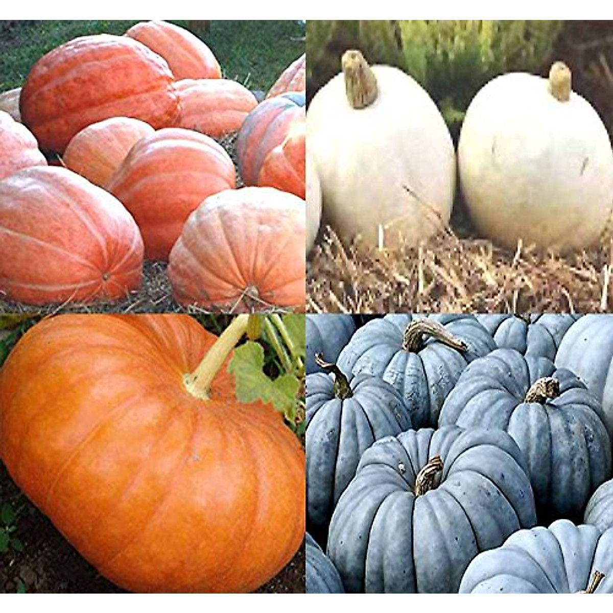 Big Pack (80-90+) Dill Atlantic Giant, Casper White, Cinderella Rouge VIF D'Etampes, & Jarrahdale Blue Pumpkin Seeds - Non-GMO Seeds by MySeeds.Co (Big Pack - Pumpkin Mix II)