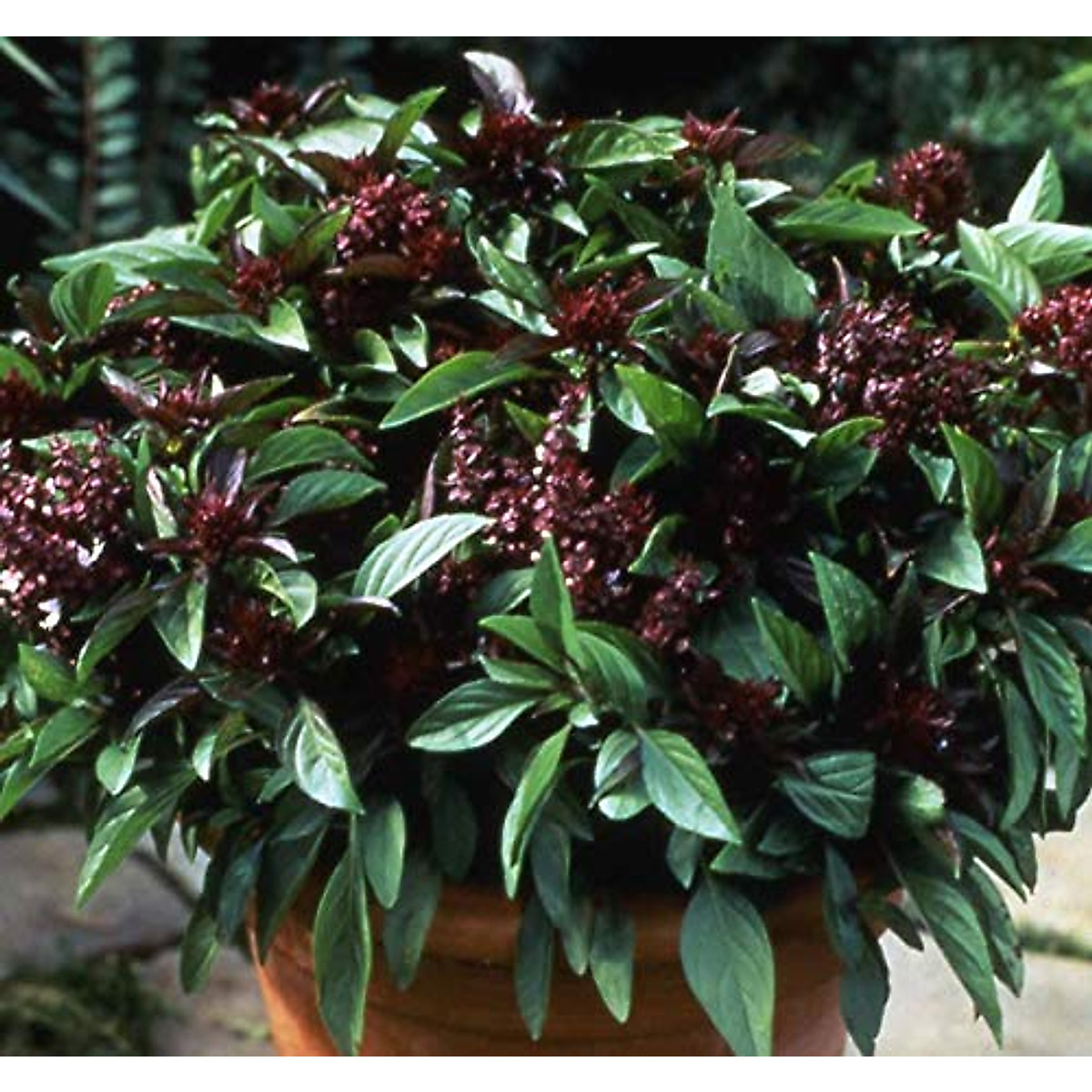 Heirloom Thai Basil Seeds - Ocimum basilicum VAR. thyrsiflorum - 350 Seeds, 1/2 Gram - B232