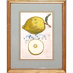 Plate 329: Lvmia Expres Medvllae