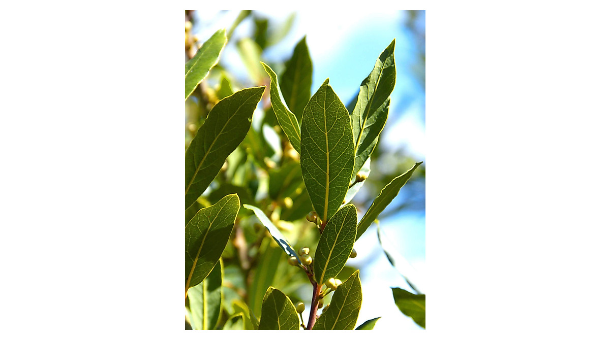 Buy Sweet Bay Leaf Plant 4-6 Inches - Bay Laurel Tree