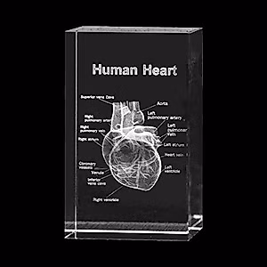 3D Human Heart Anatomical Model Paperweight with Laser Engraved High Definition Structure Made of Optical Crystal Glass Cube as Teaching Tool or Science Gift (No Included LED Base)(5x5x7.5 cm)