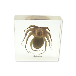 REALBUG Octopus Specimen