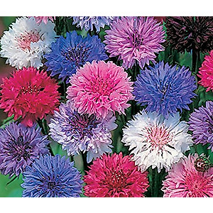 "Dwarf Polka Dot Mix" Bachelor Button Flower Seeds for Planting, 200+ Seeds Per Packet, (Isla's Garden Seeds), Non GMO & Heirloom Seeds, Scientific Name: Centaurea cyanus, Great Home Garden Gift