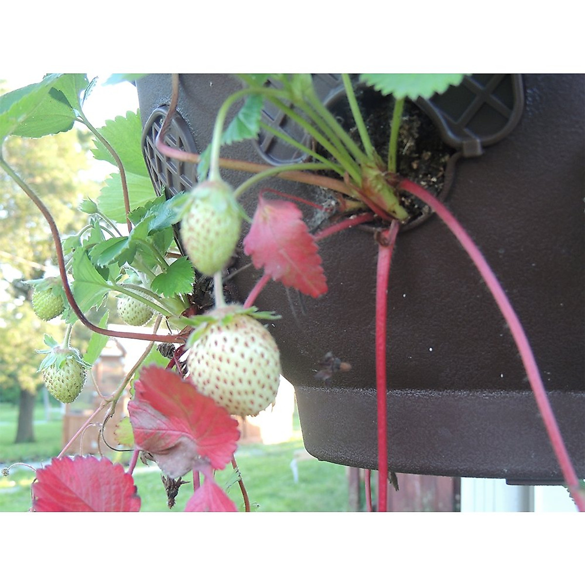 Ultimate Hanging Baskets - Strawberry, Tomato, Flower, and Herb Outdoor Planters - Use Garden Pots For Growing Plants Outside On A Deck, Fence, or Balcony (2, Mocha)