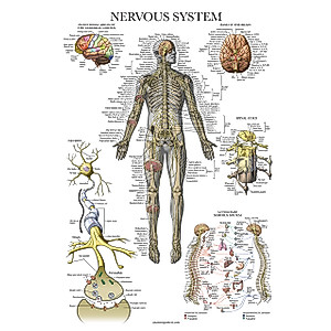 Palace Learning 2 Pack - Spinal Nerves & Nervous System Anatomy Posters - Set of 2 Anatomical Charts - Spine/Nervous - Laminated 18" x 24"