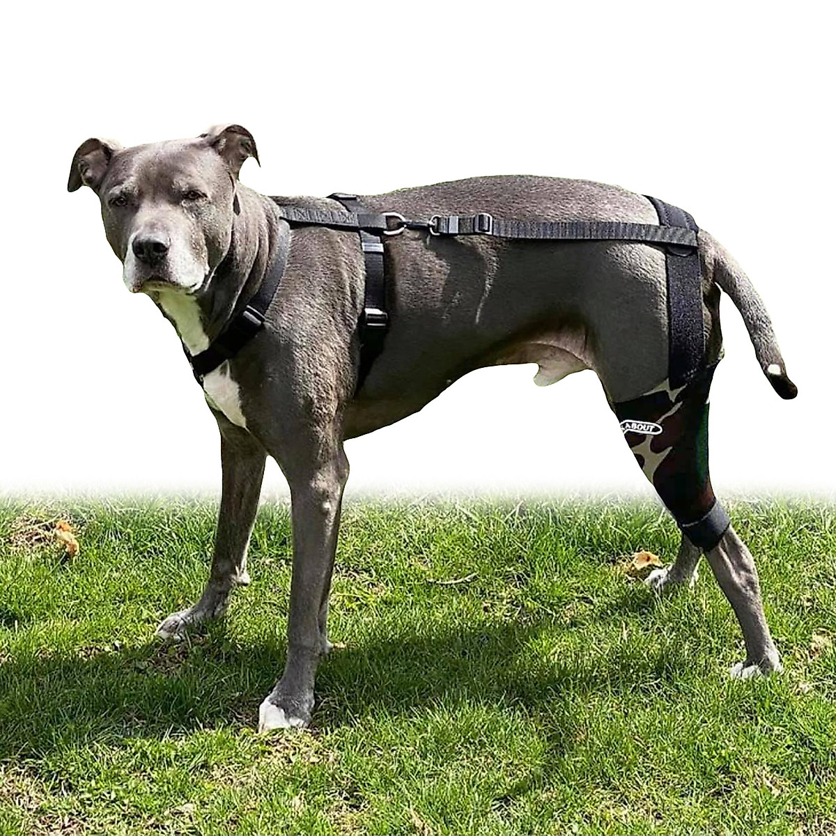 WALKABOUT Harnesses Camouflage Knee Brace for Dogs, Treat ACL, CCL Injury, Arthritis, Joint Pain, Fatigue and Stress with The Knee Brace (Medium-Large Right)