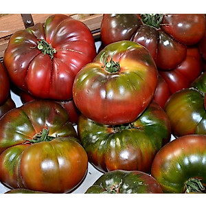 Black Krim - Russian Black Krim Heirloom USA Grown Tomato Seeds 30+