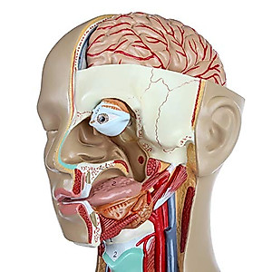 Axis Scientific 18-Part Premium Unisex Human Torso Model | Detailed Life-Size Human Body Model has 18 Removable Human Organs | Includes Detailed Product Manual