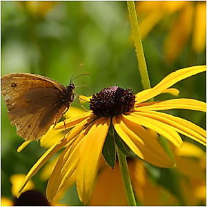 Seed Needs, Black-Eyed Susan Seeds - 120,000 Heirloom Seeds for Planting Rudbeckia hirta - Yellow Perennial Flowers to Attract Butterflies & Bees to The Garden (Large Bulk Pack)